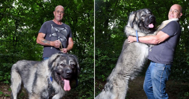 Giant dog is 14 stone and 6ft 5 inches tall – but he hasn’t stopped ...