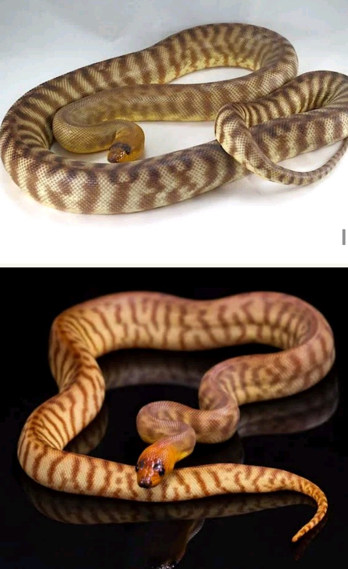 Picture and Facts About The 10 Most Beautiful Snakes In The World ...