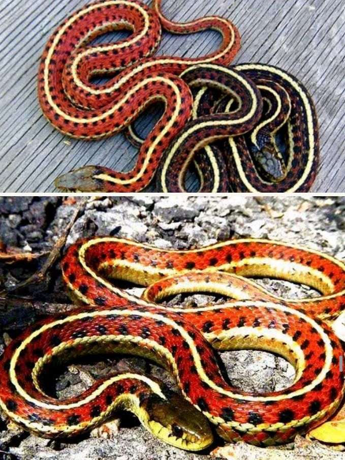 Picture and Facts About The 10 Most Beautiful Snakes In The World ...
