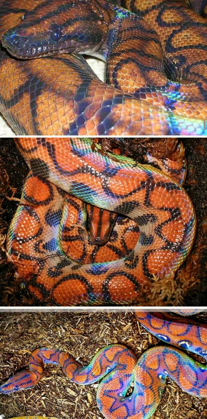 Picture and Facts About The 10 Most Beautiful Snakes In The World ...