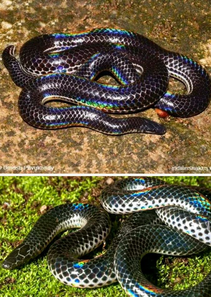 Picture and Facts About The 10 Most Beautiful Snakes In The World ...