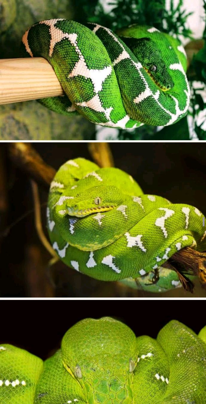 Picture and Facts About The 10 Most Beautiful Snakes In The World ...