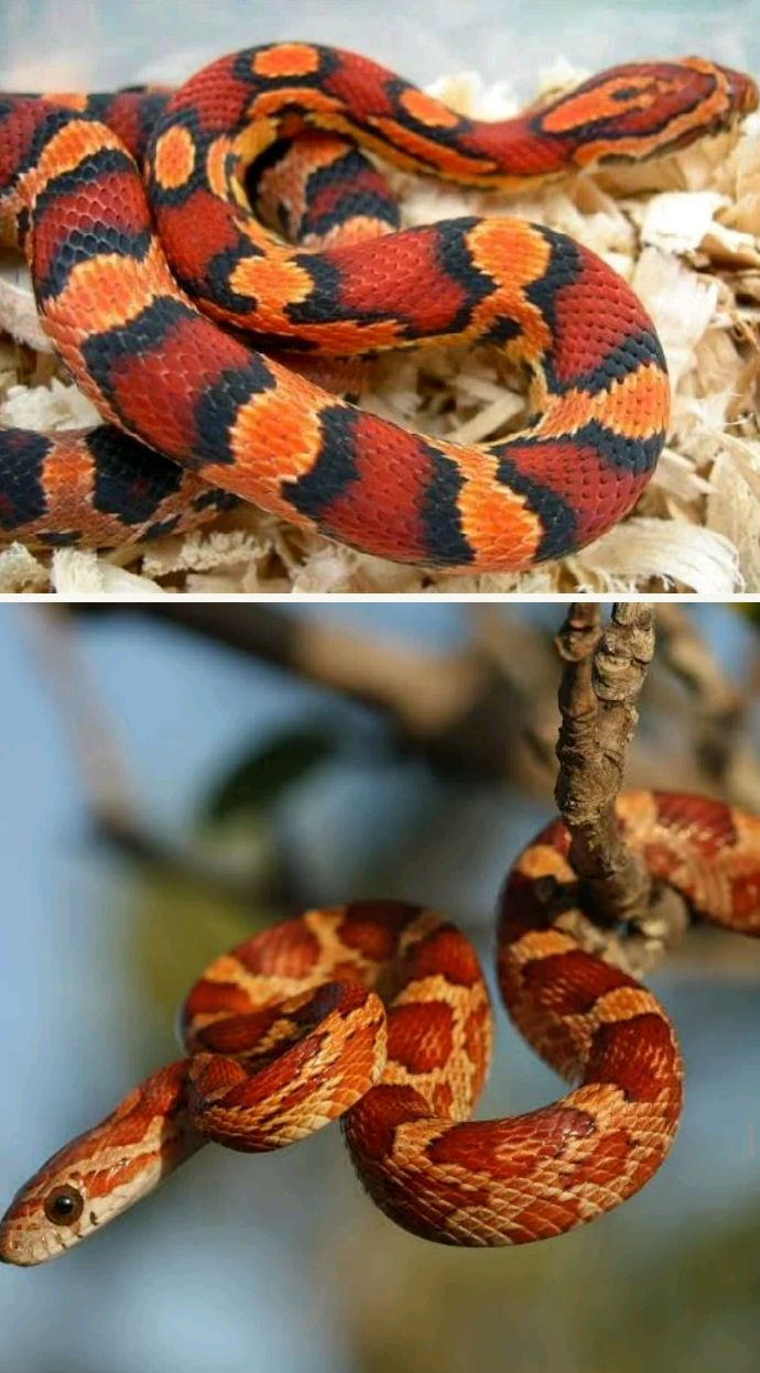 Picture and Facts About The 10 Most Beautiful Snakes In The World ...