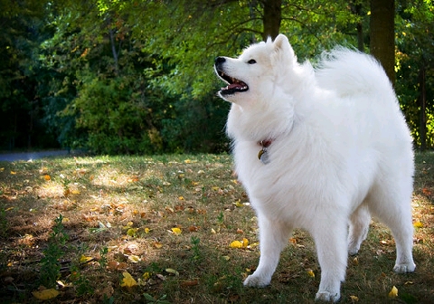 The 10 Most Expensive Dogs in the World That Are Incredibly Charming ...