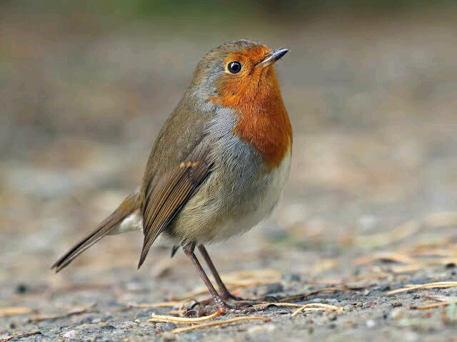 HERE ARE ANIMALS YOU CAN FIND IN THE TEMPERATE FORESTS | Boombuzz