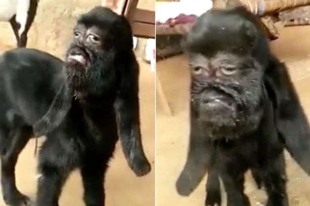 Goat With Human Face