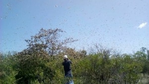 Kenyans descend on US media after reporting cows' reactions on locust ...
