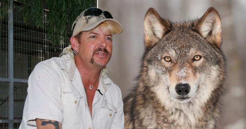 Tiger King’s Joe Exotic wanted to become a ‘wolf king’ before his ...