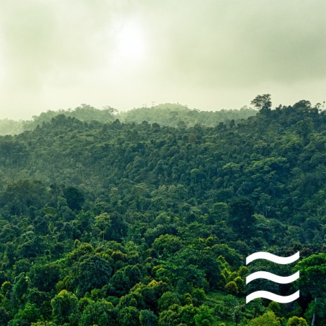 Calmful Sounds of Nature for Mind Relaxation - Calmful Soft Forest ...