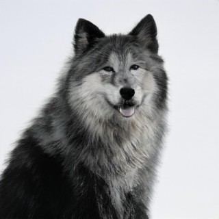 Silver Wolf Songs MP3 Download, New Songs & Albums | Boomplay