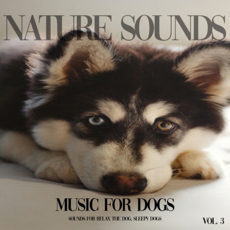 Nature Sounds for Your Dog, Pt. 08 ft. Sleepy Dogs - Sounds for Relax ...