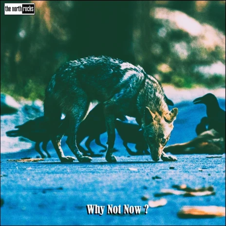 The North Rocks Nobody Cares Lyrics | Boomplay