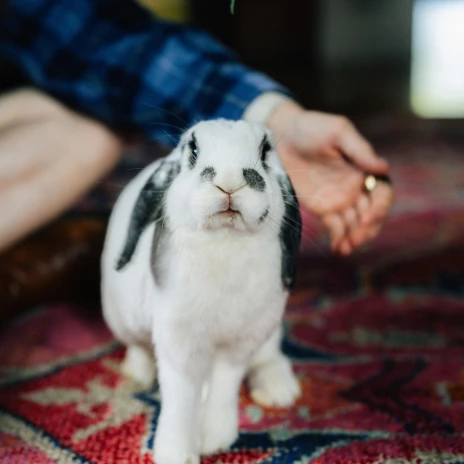 Kaysha, Killah Priest - Chinese Nigga (feat. Killah Priest) MP3 ...