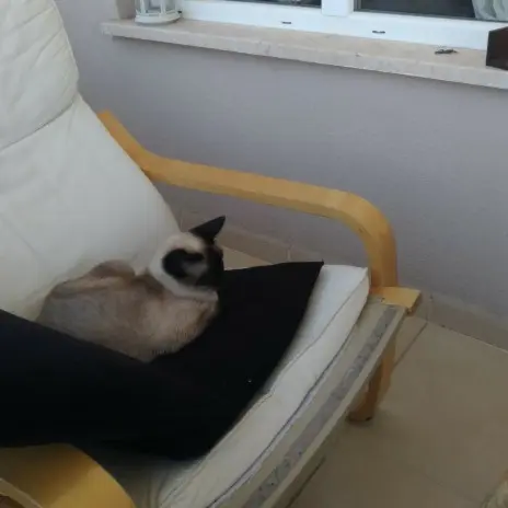 Hhhu Songs MP3 Download, New Songs & Albums | Boomplay