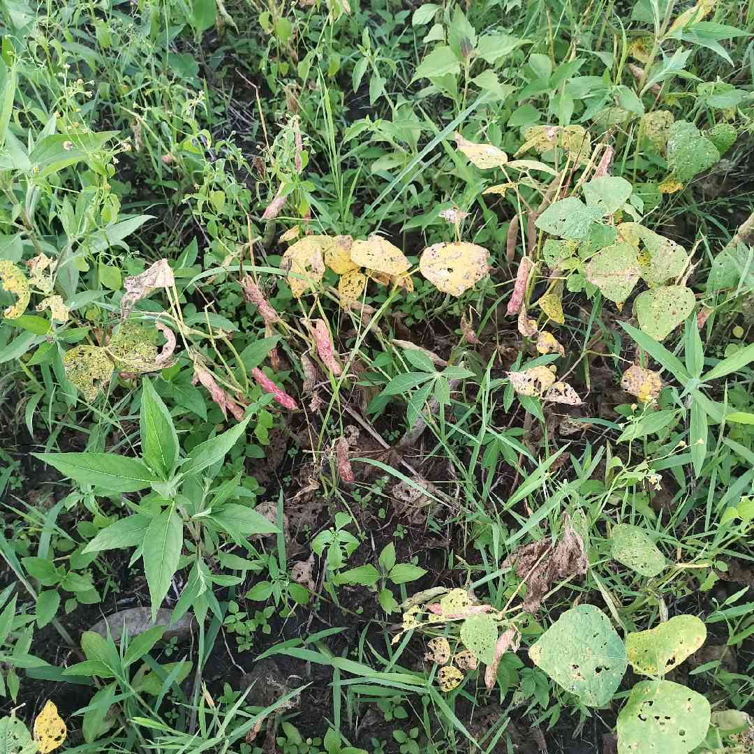 NTAATE Songs MP3 Download, New Songs & Albums | Boomplay