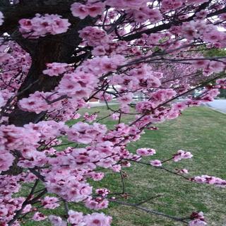 Download Masterytko album songs: BLOSSOM SCENTED HEART (BSH ...