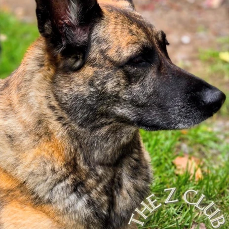 The Z Club Dogs Will Be Dogs Lyrics | Boomplay