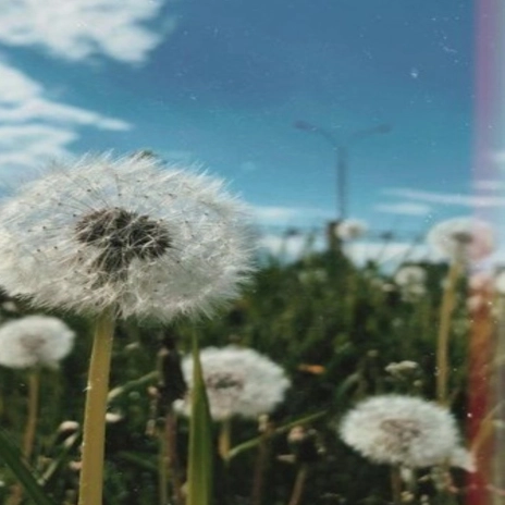 TN - Dandelions (Ruth B) MP3 Download & Lyrics | Boomplay